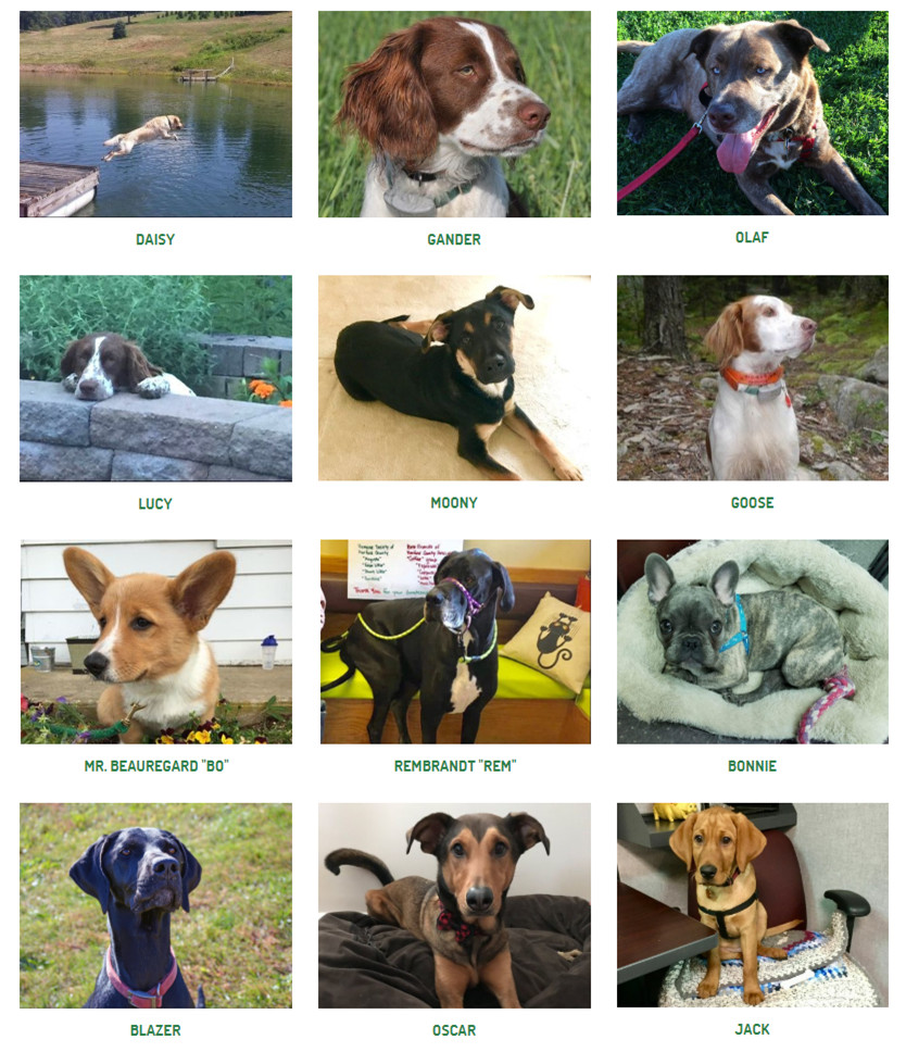 Dogs of Ecotone – Ecotone, Inc