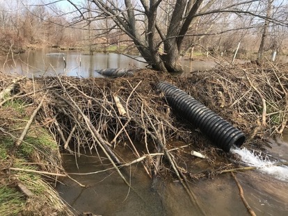 Long Green Creek Beaver Management – Ecotone, Inc