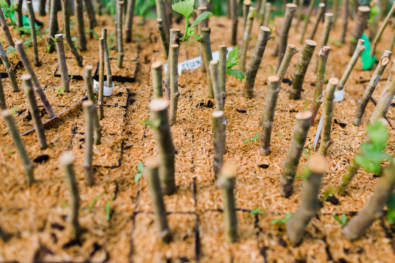 Our Native Nursery – Ecotone, Inc