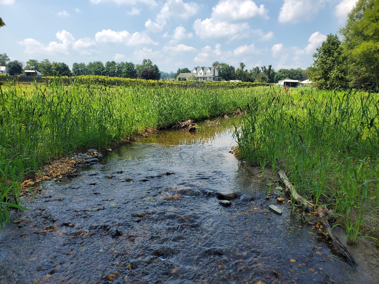 Clean Water, Fine Wine- DeJon Vineyard Stream and Wetland Restoration ...