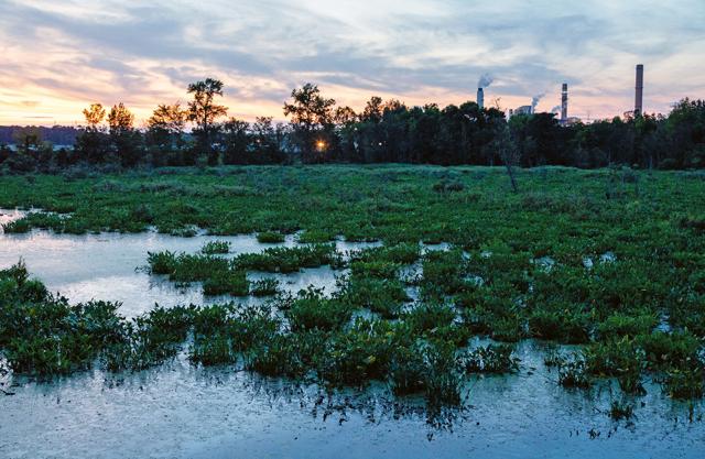 Rewilding wetlands: the clear path to clearer water – Ecotone, Inc